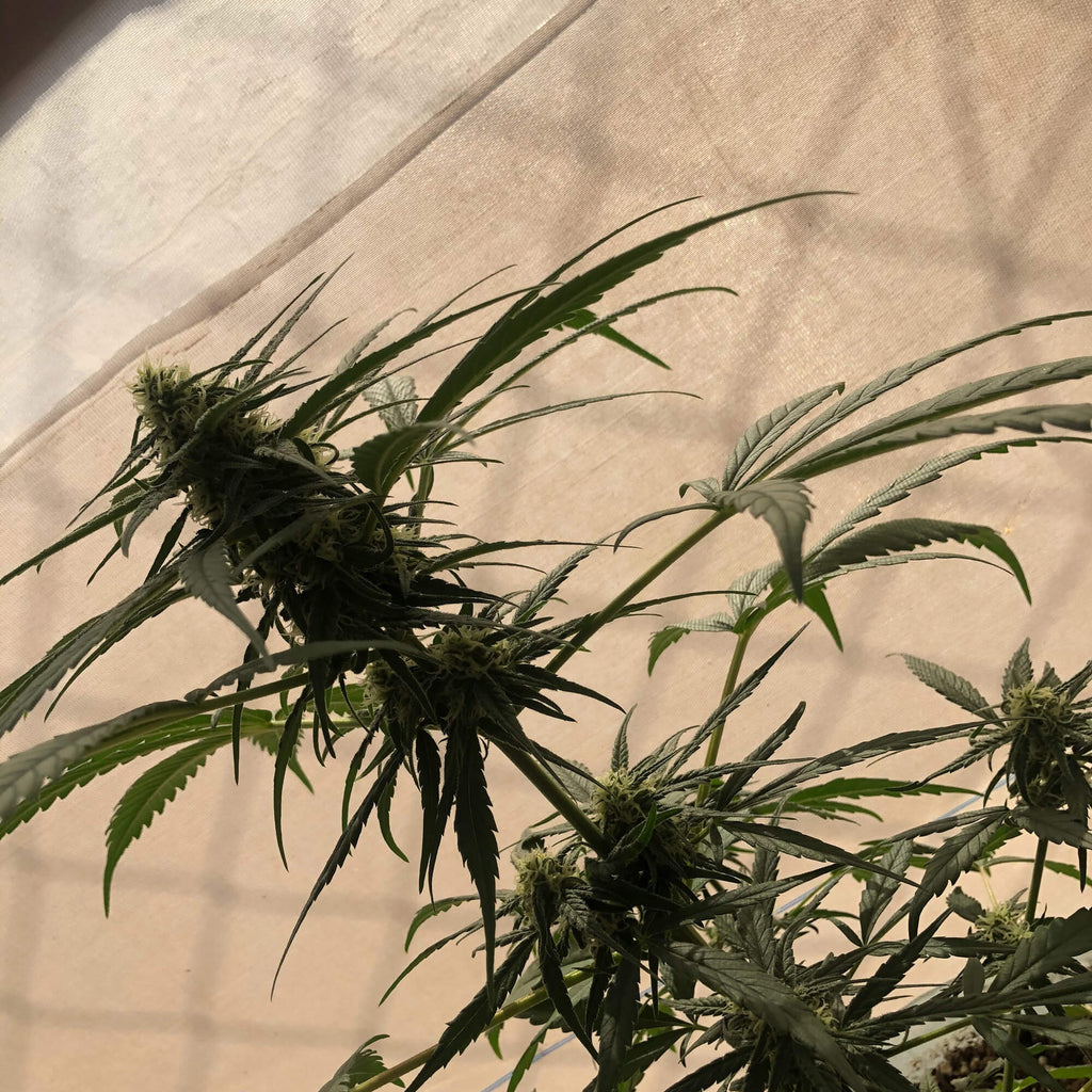 Hemp vs. Marijuana: What's The Difference & Is Hemp Marijuana? – Goldleaf